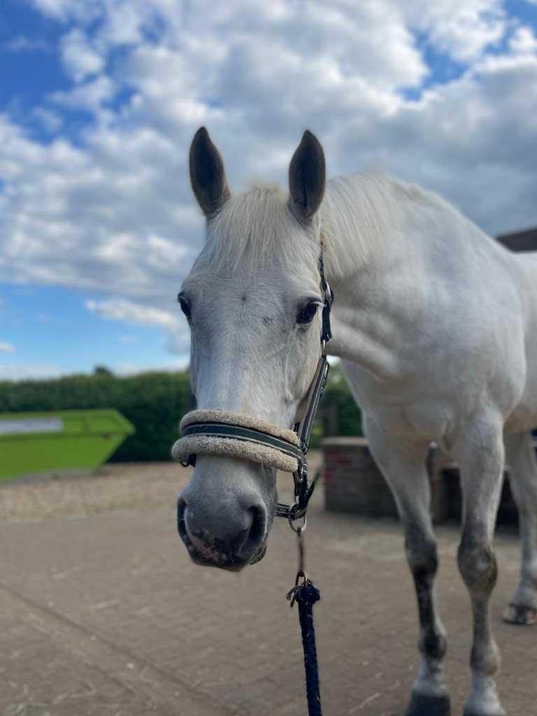 Horses & Ponies @ Hartwell Stables | Hartwell Riding Stables @ Foxglove ...
