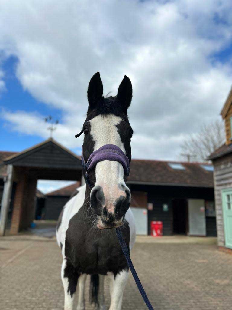 Horses & Ponies @ Hartwell Stables | Hartwell Riding Stables @ Foxglove ...
