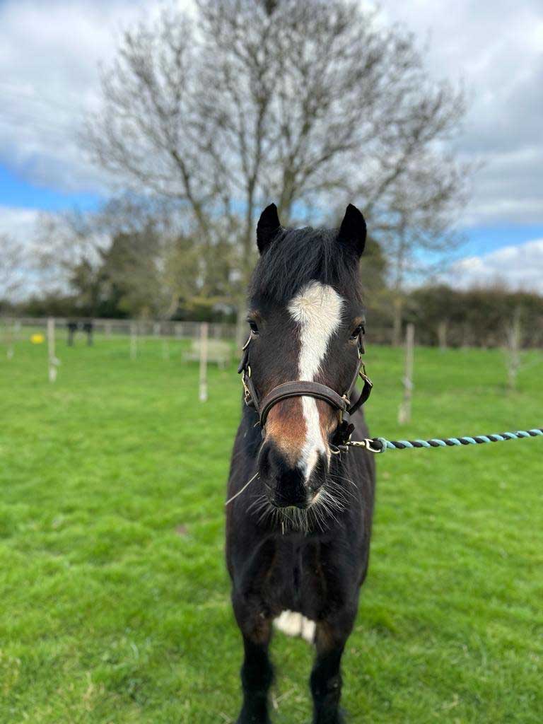 Horses & Ponies @ Hartwell Stables | Hartwell Riding Stables @ Foxglove ...